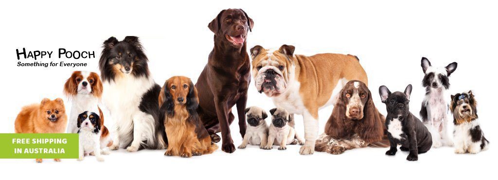 Happy Pooch – Dogs Out and About